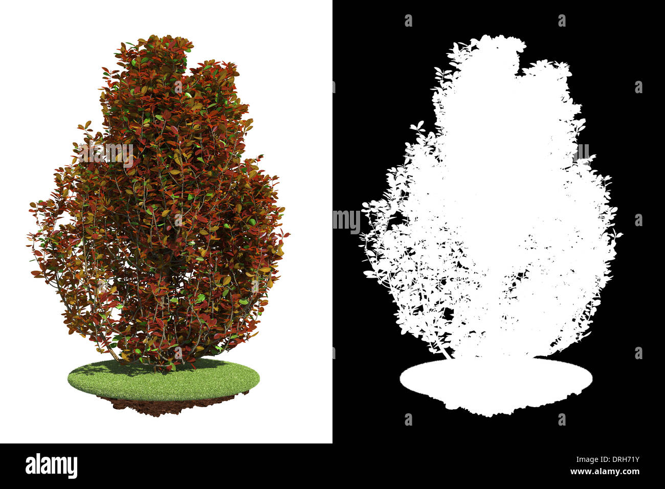 Decorative Bush Isolated on White Background Stock Photo - Alamy
