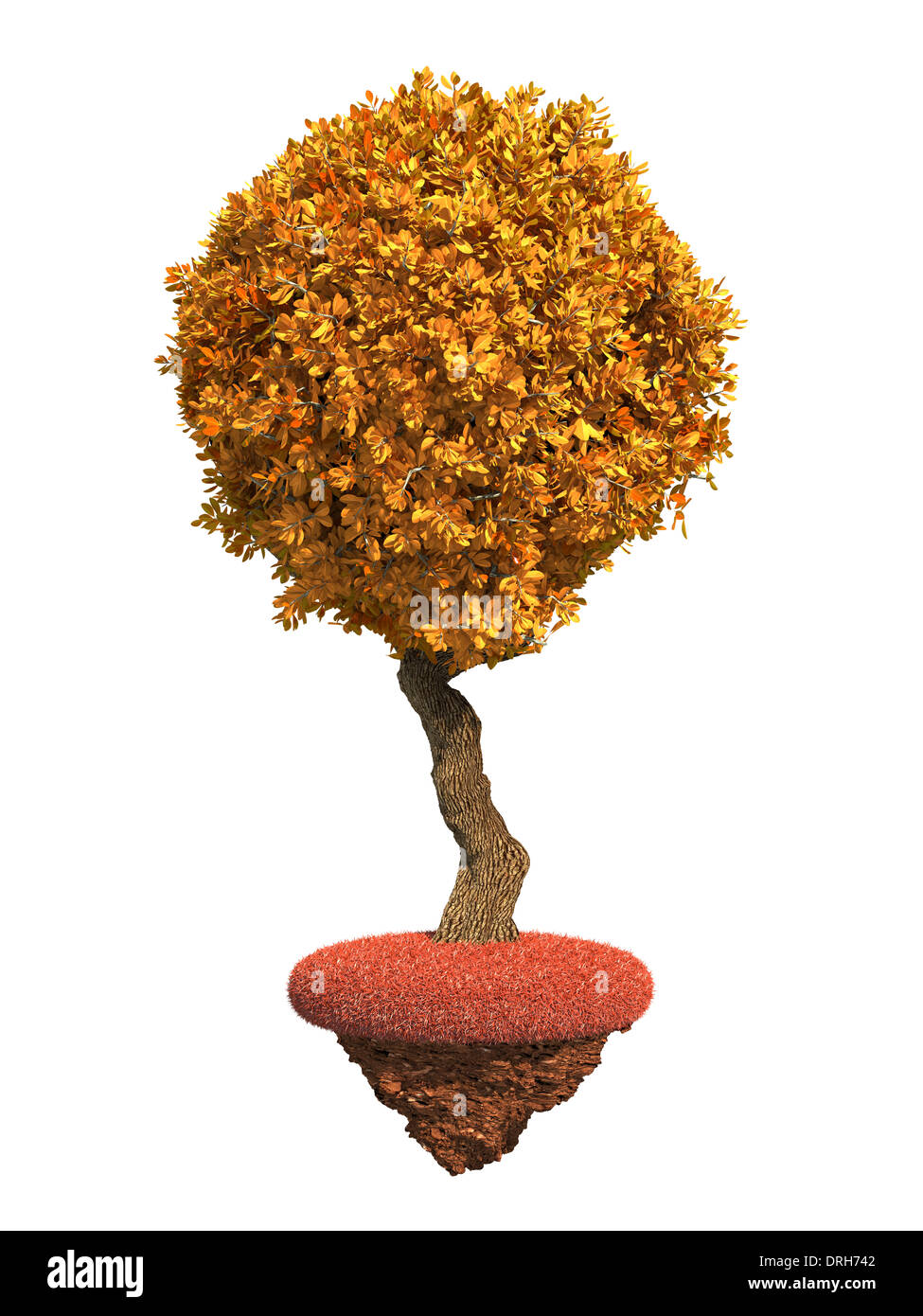 Autumn Tree Isolated on White Background Stock Photo - Alamy