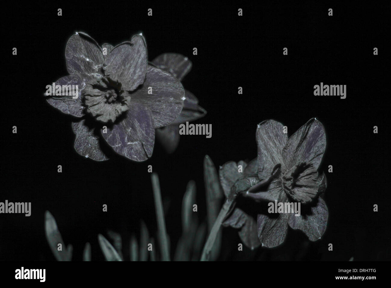 Uv pass filter hi-res stock photography and images - Alamy