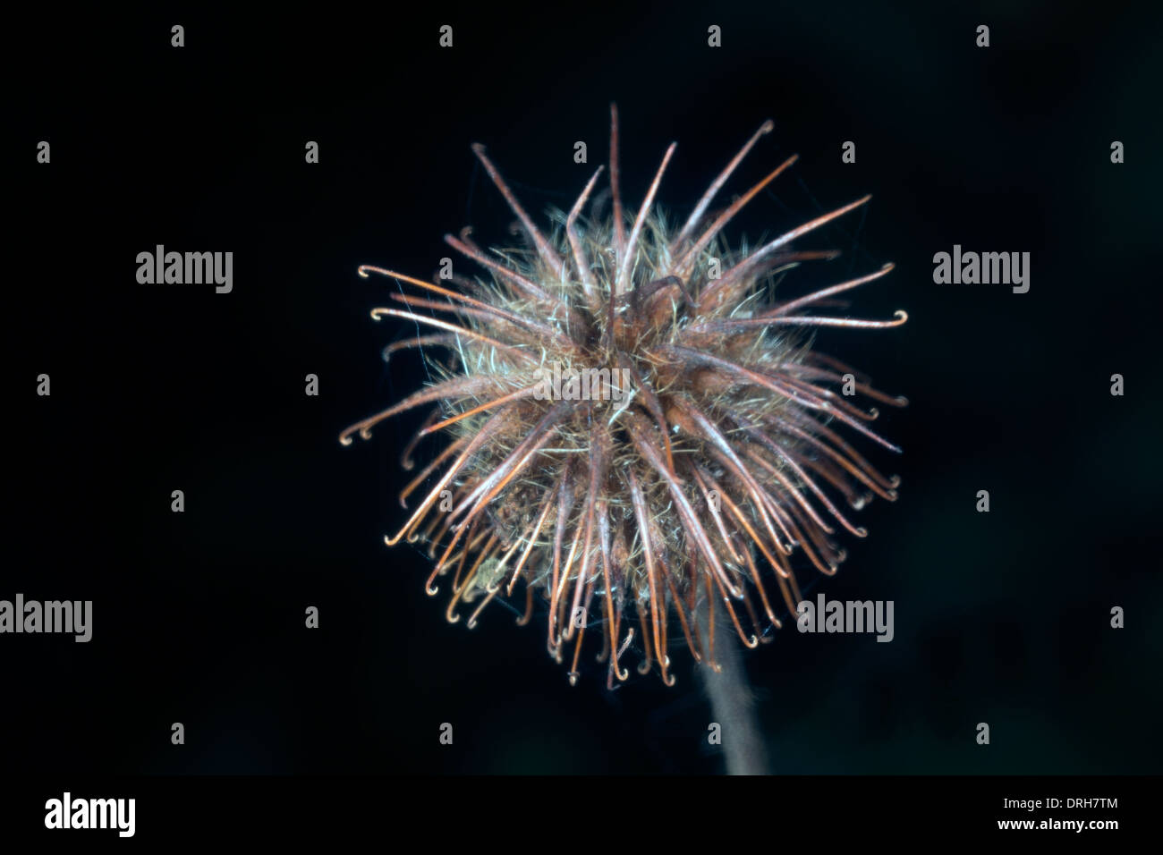 Uv photography blossom hi-res stock photography and images - Alamy