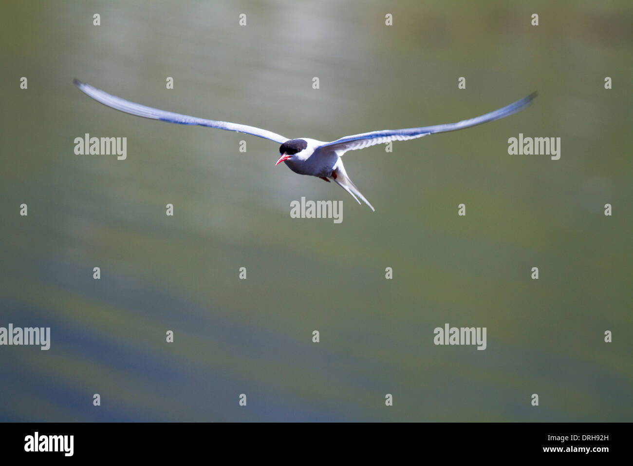 Arctic tern in flight over water Stock Photo - Alamy