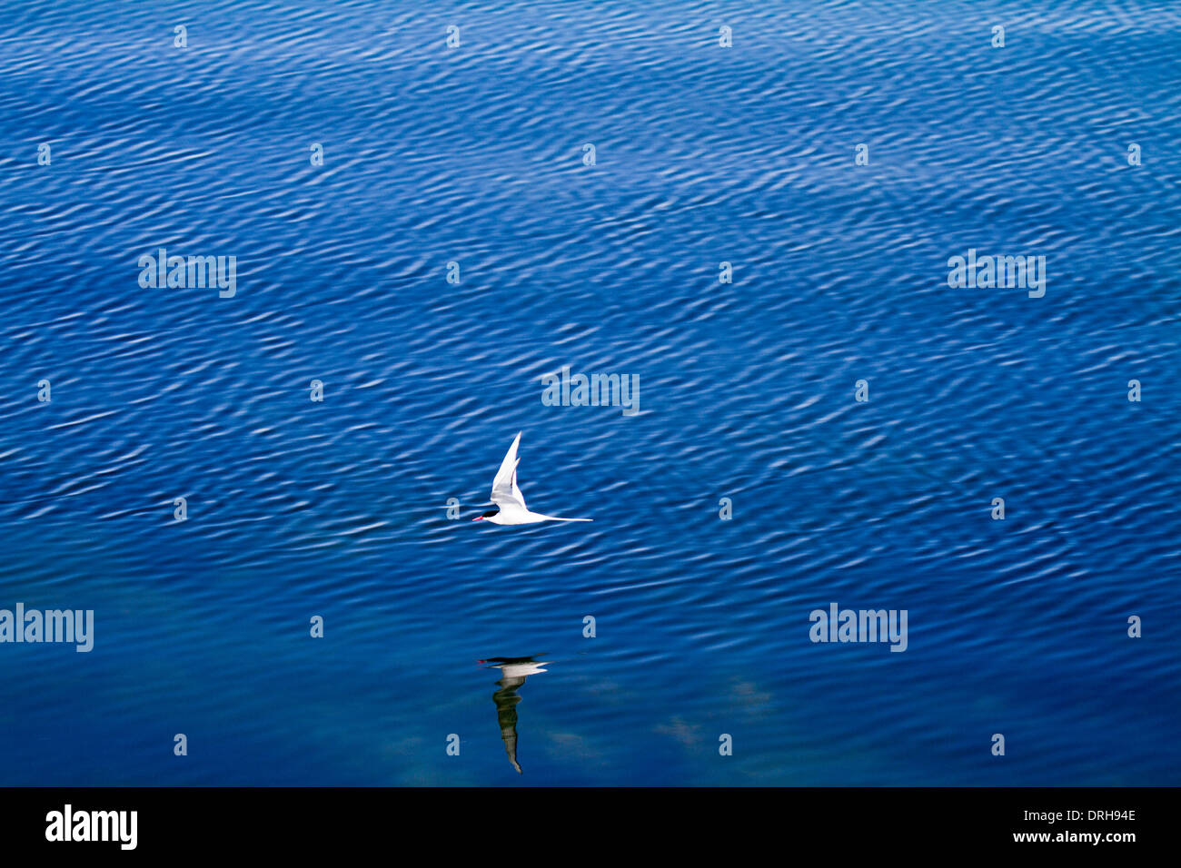Arctic tern in flight Stock Photo - Alamy