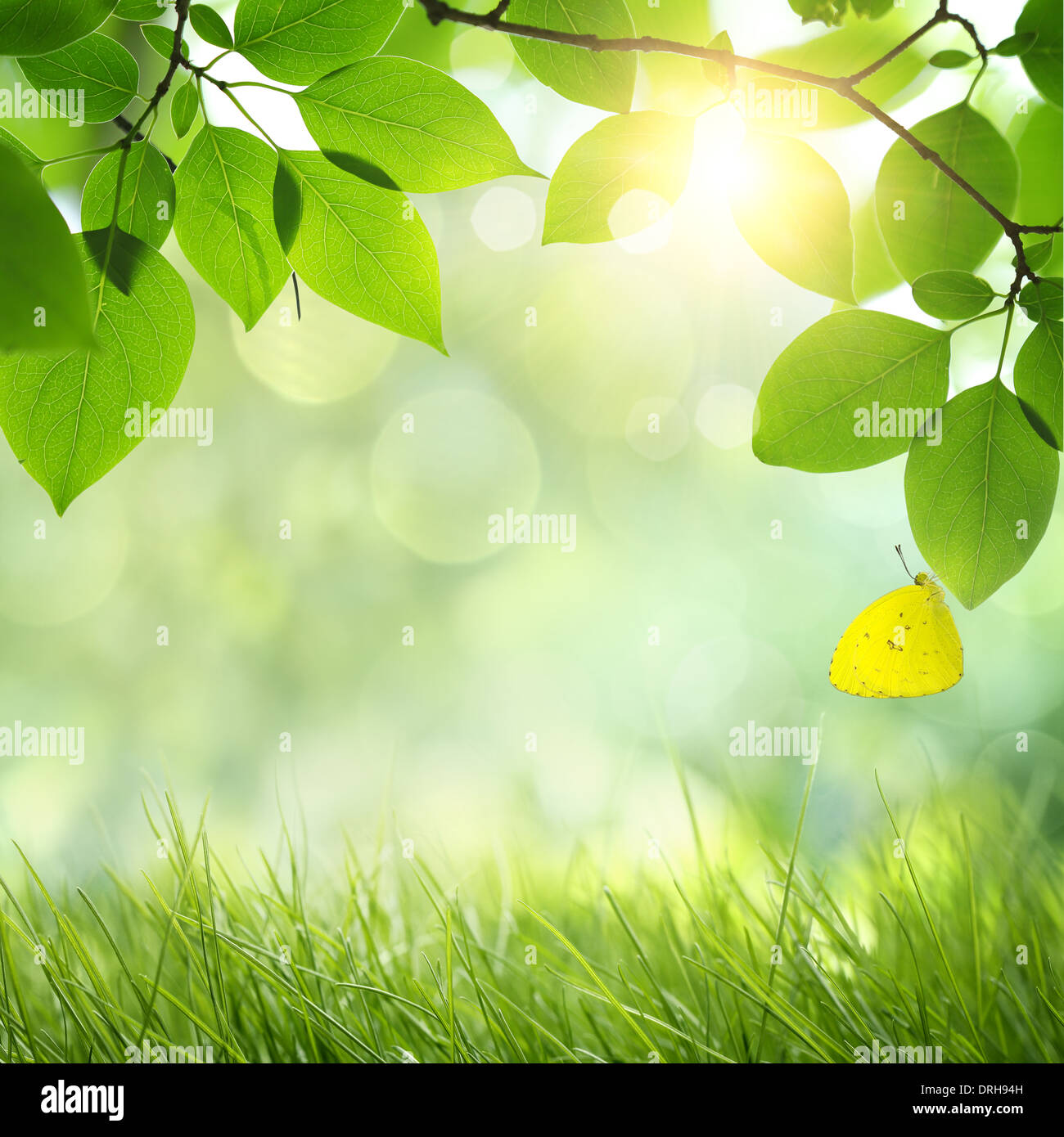 Natural green background with leaf and grass Stock Photo - Alamy