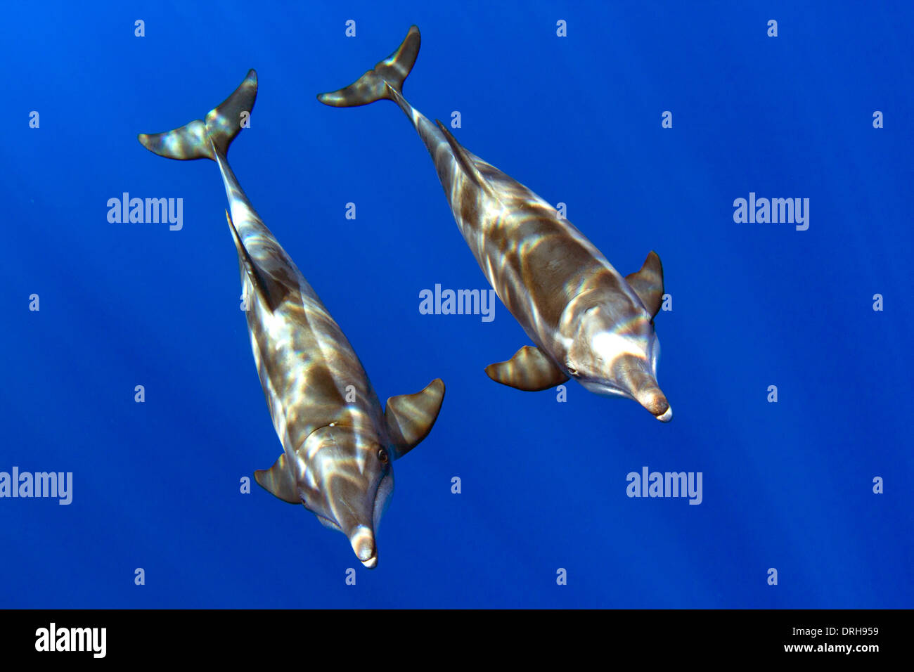 A pair of Rough Toothed Dolphins (Steno bredanensis) flies by inside of ...