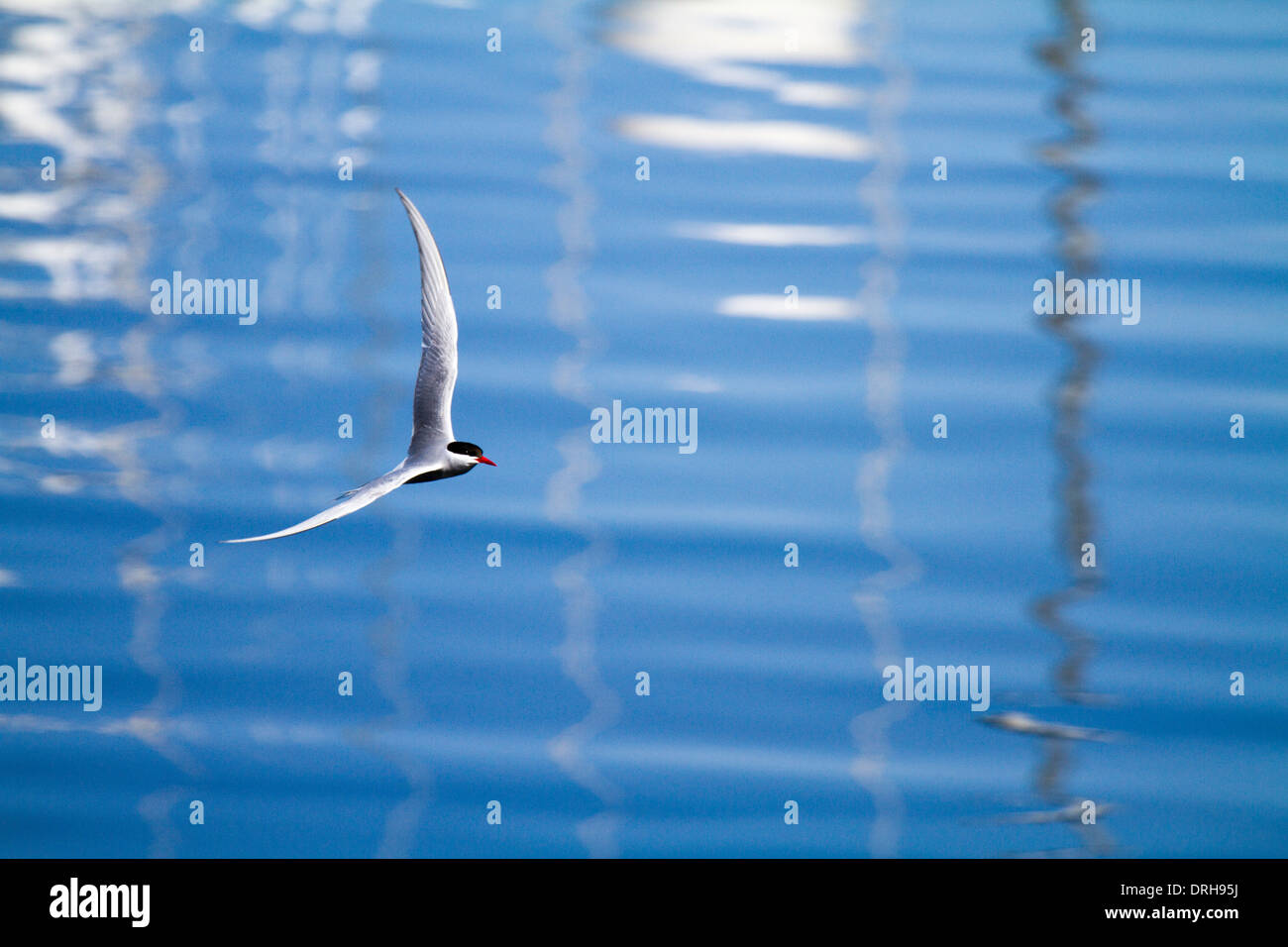 Arctic tern in flight Stock Photo - Alamy