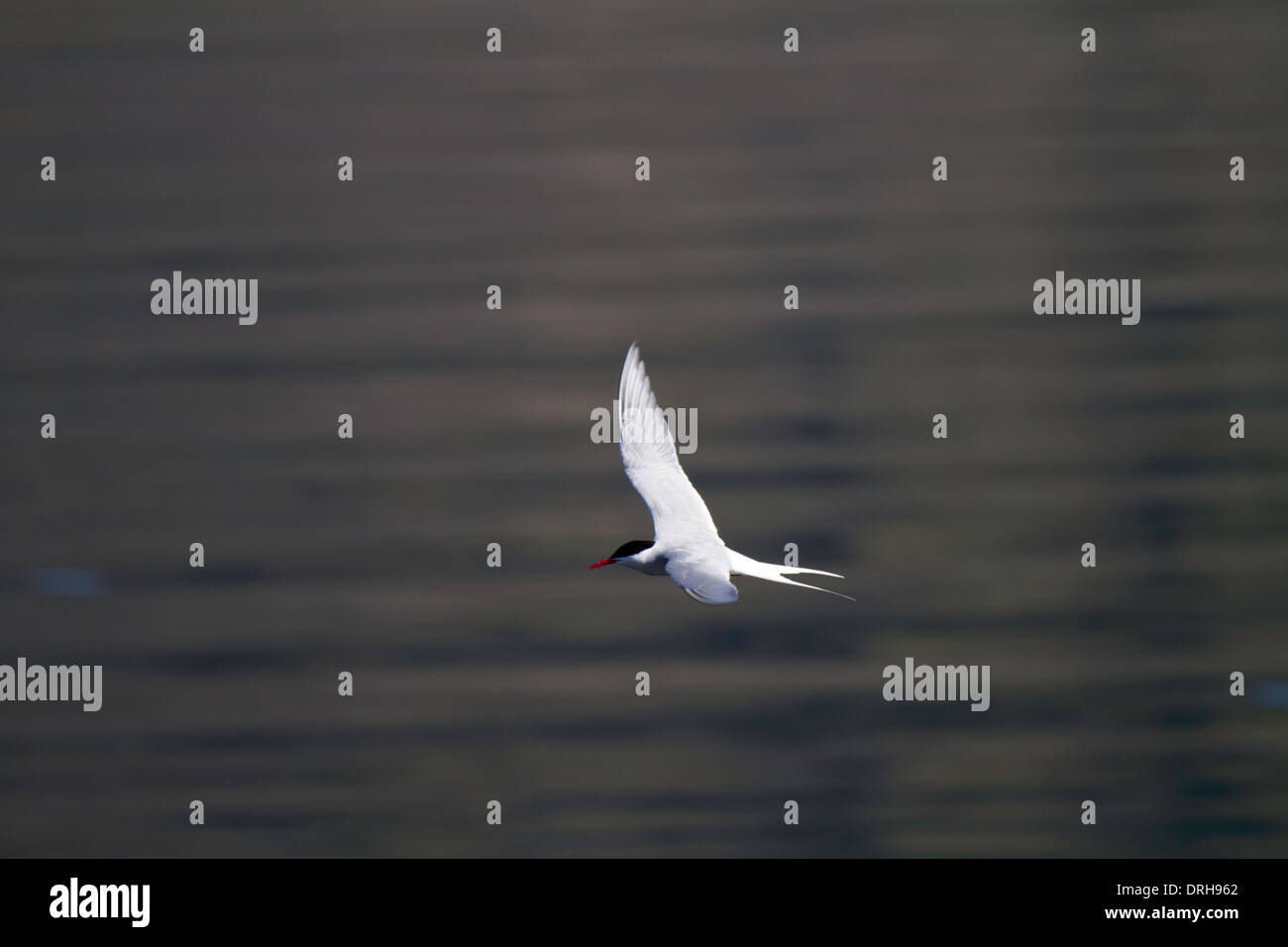 Arctic tern photograph hi-res stock photography and images - Alamy
