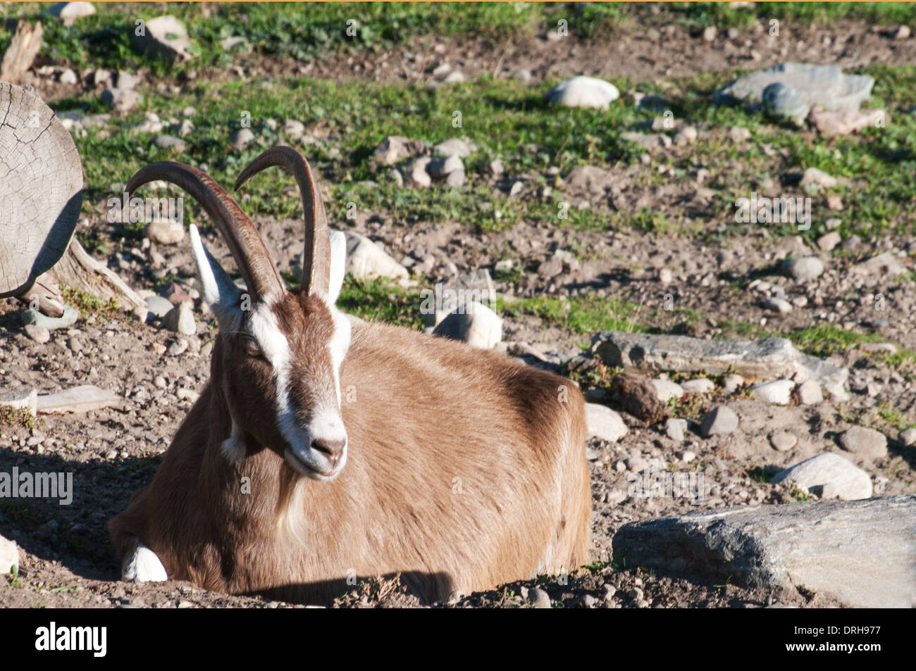 Goat farm hi-res stock photography and images - Alamy