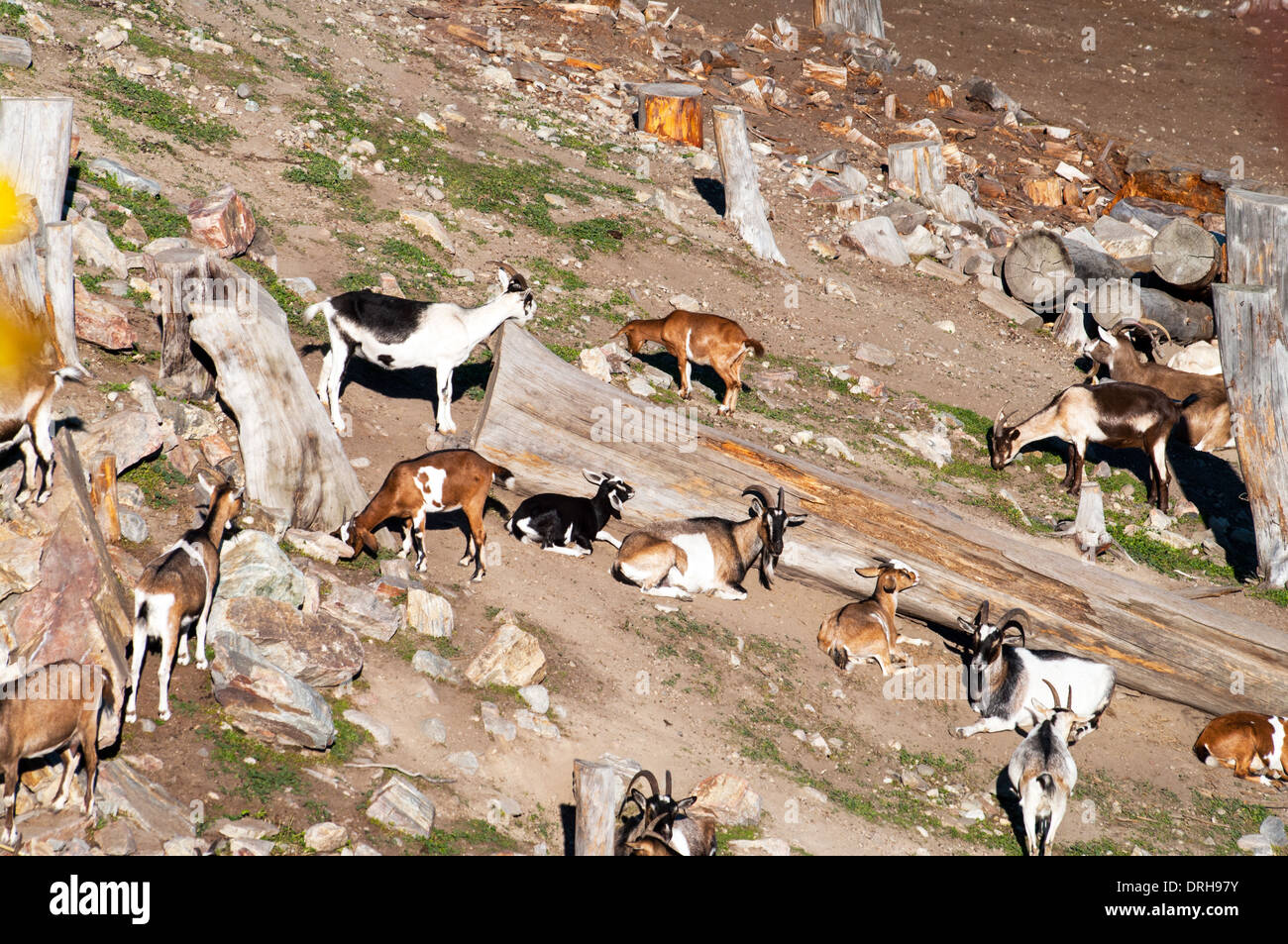 Goat farm hi-res stock photography and images - Alamy