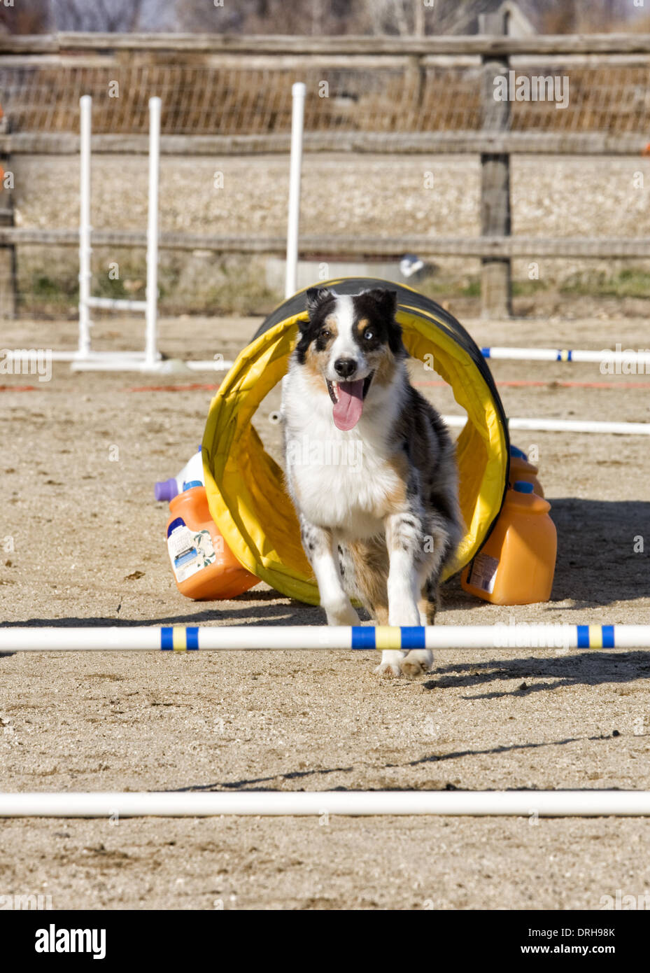 Australian shepherd dog jumping agility jumps outdoors Stock Photo - Alamy