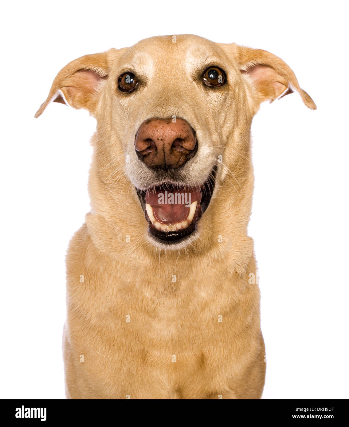 Smiling bright yellow lab dog head shot isolated on white background ...