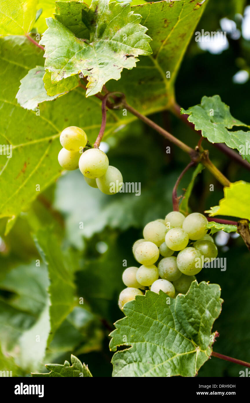 Grapes on the Vine at Gray Monk winerys Stock Photo - Alamy
