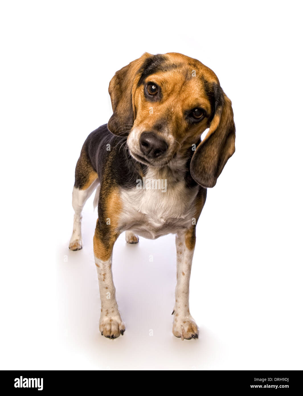 Cute beagle dog standing looking at camera isolated on white background ...