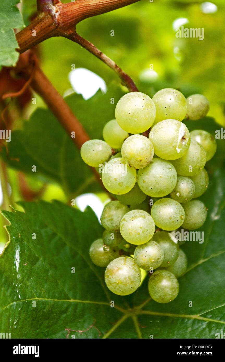 Grape on the Vine at Gray Monk Vineyard Stock Photo - Alamy
