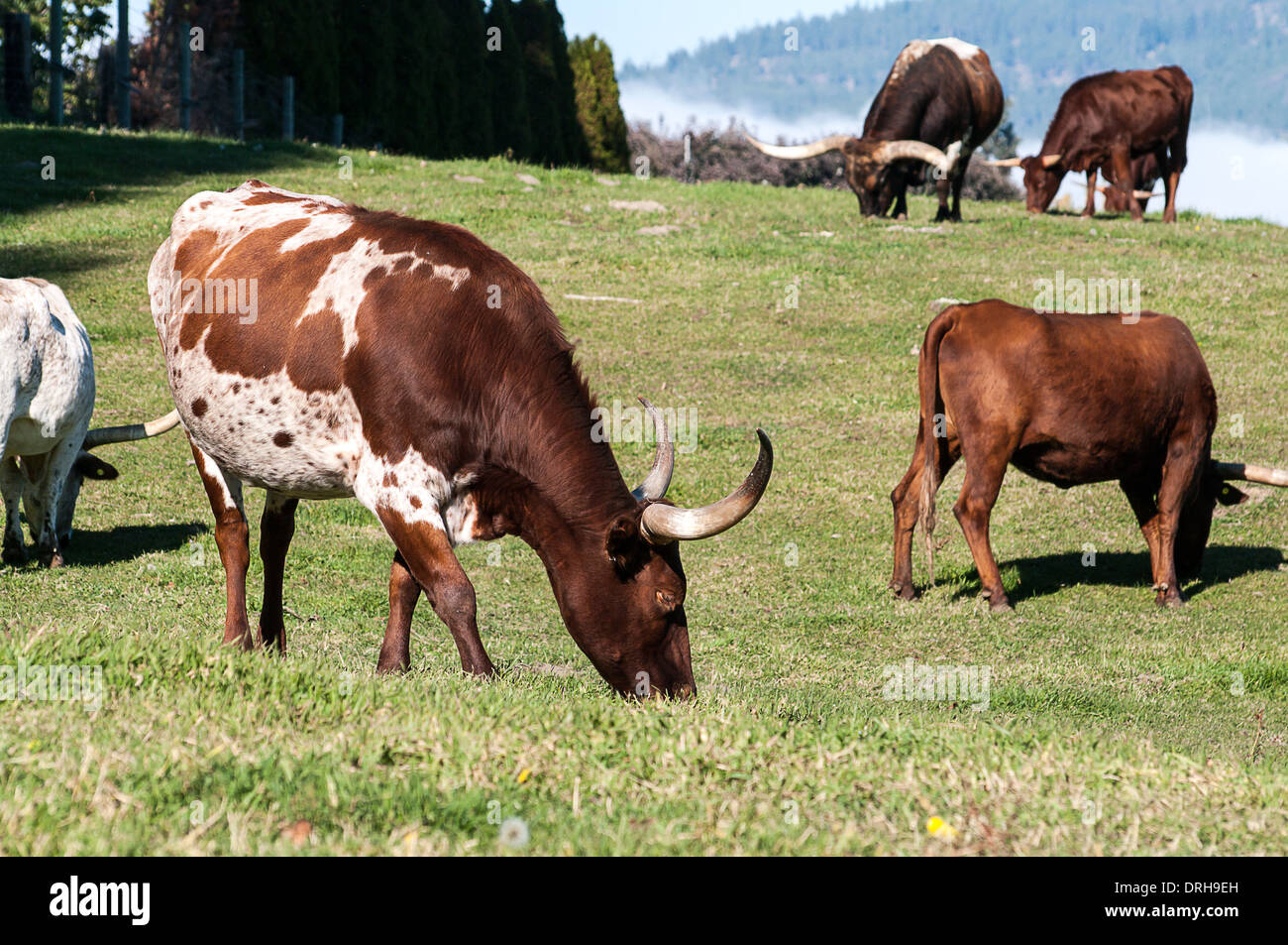 Longhorn Cattle grazing on the hillside near Kelowna Stock Photo - Alamy