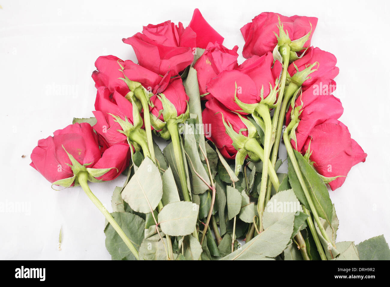 Drooping roses hi-res stock photography and images - Alamy