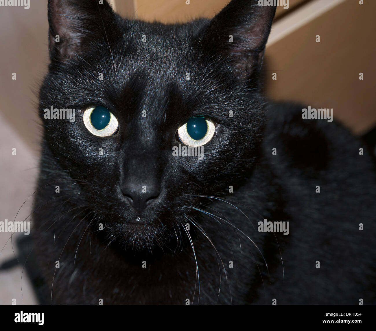 Black cat's eyes Stock Photo - Alamy