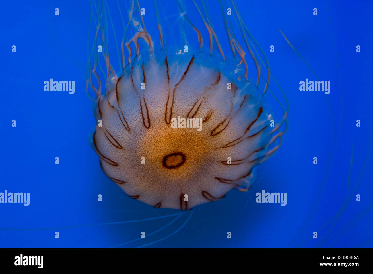 Phylum cnidaria jellyfish hi-res stock photography and images - Alamy