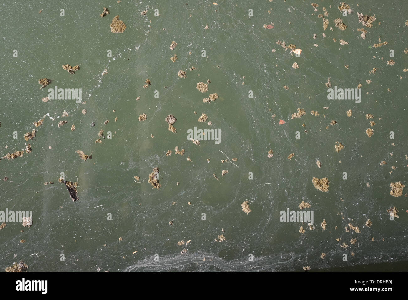 Pond scum High Resolution Stock Photography and Images - Alamy