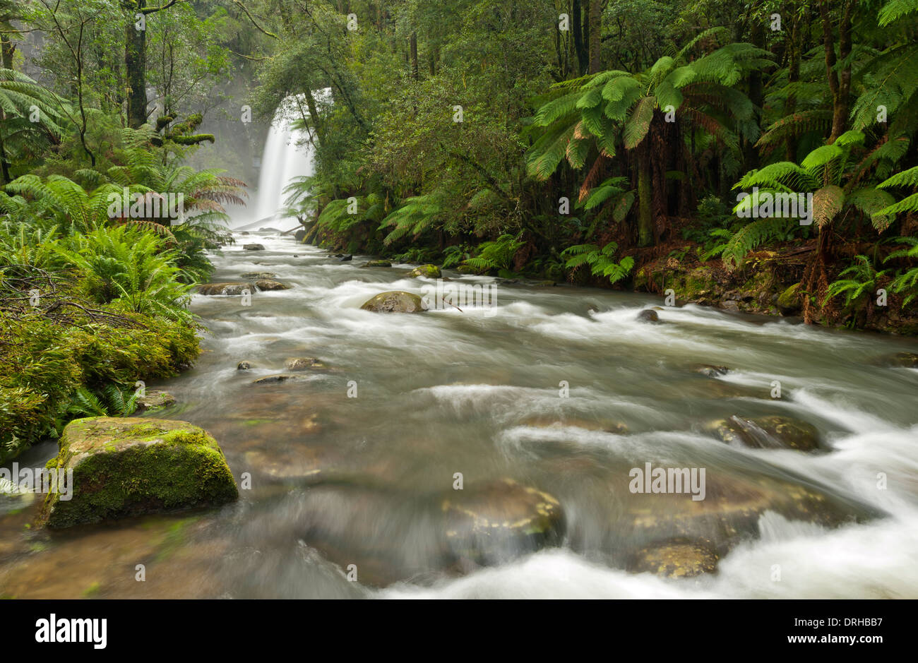 Fern gully hi-res stock photography and images - Alamy