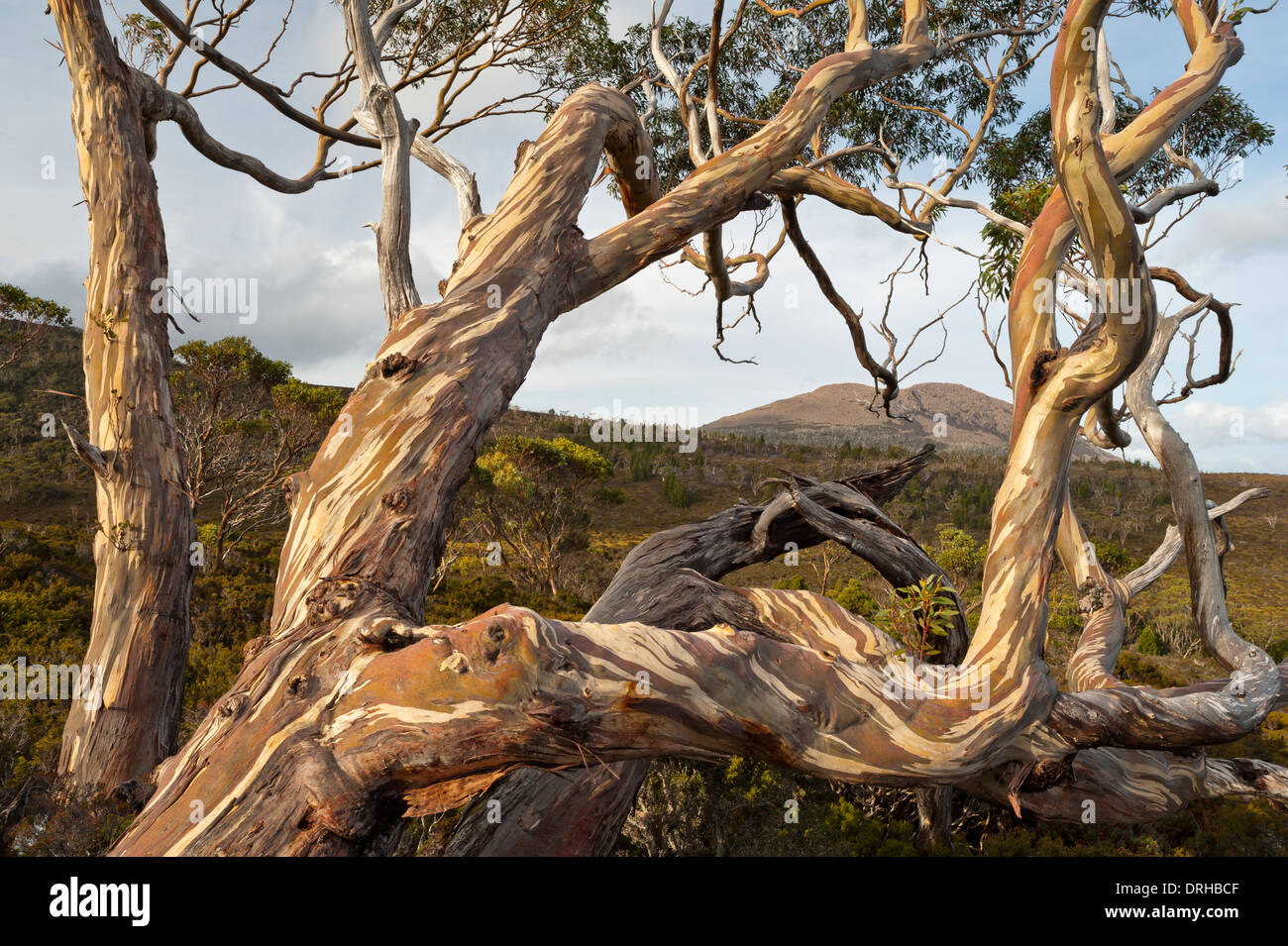 Snow Gum High Resolution Stock Photography and Images - Alamy