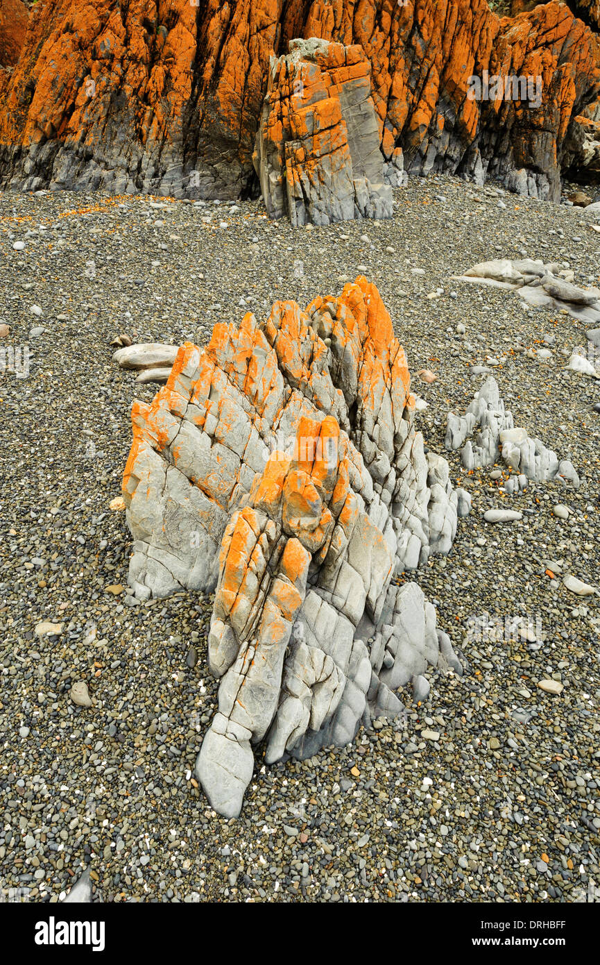 Lichen covered rock on a pebble beach at Cape Liptrap, Victoria ...