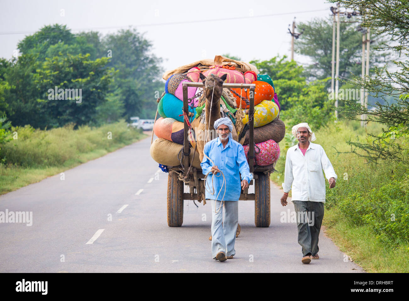Camel pulling cart hi-res stock photography and images - Alamy