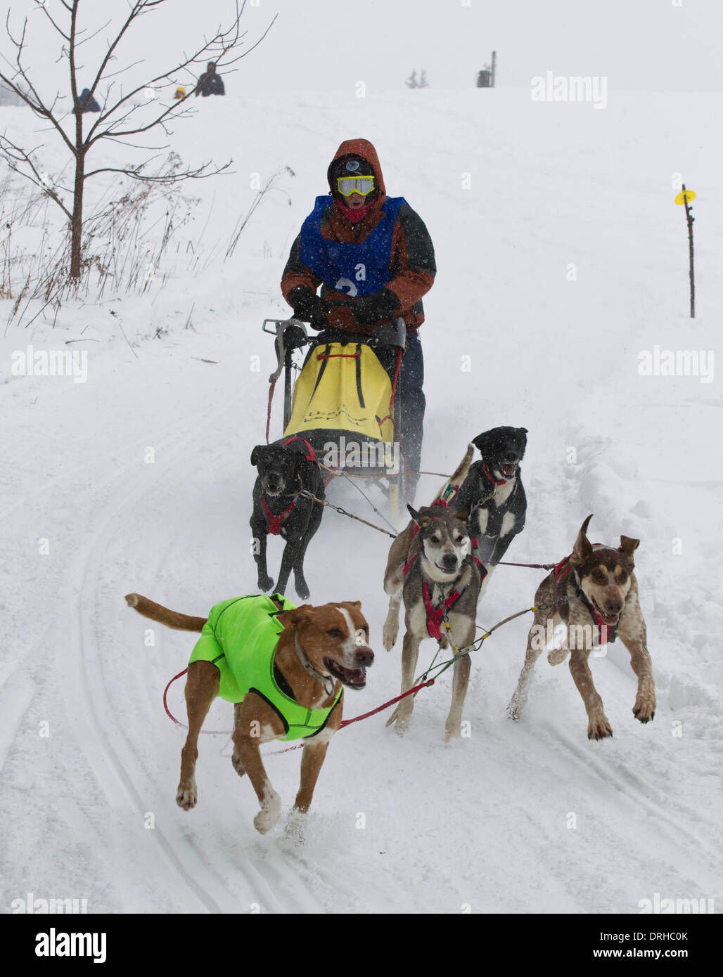 Dog sled festival hi-res stock photography and images - Alamy