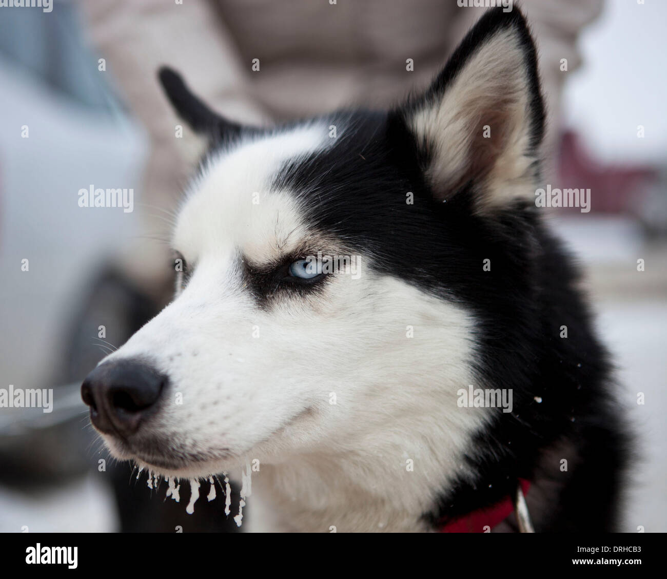 Dog sled race ontario hi-res stock photography and images - Alamy