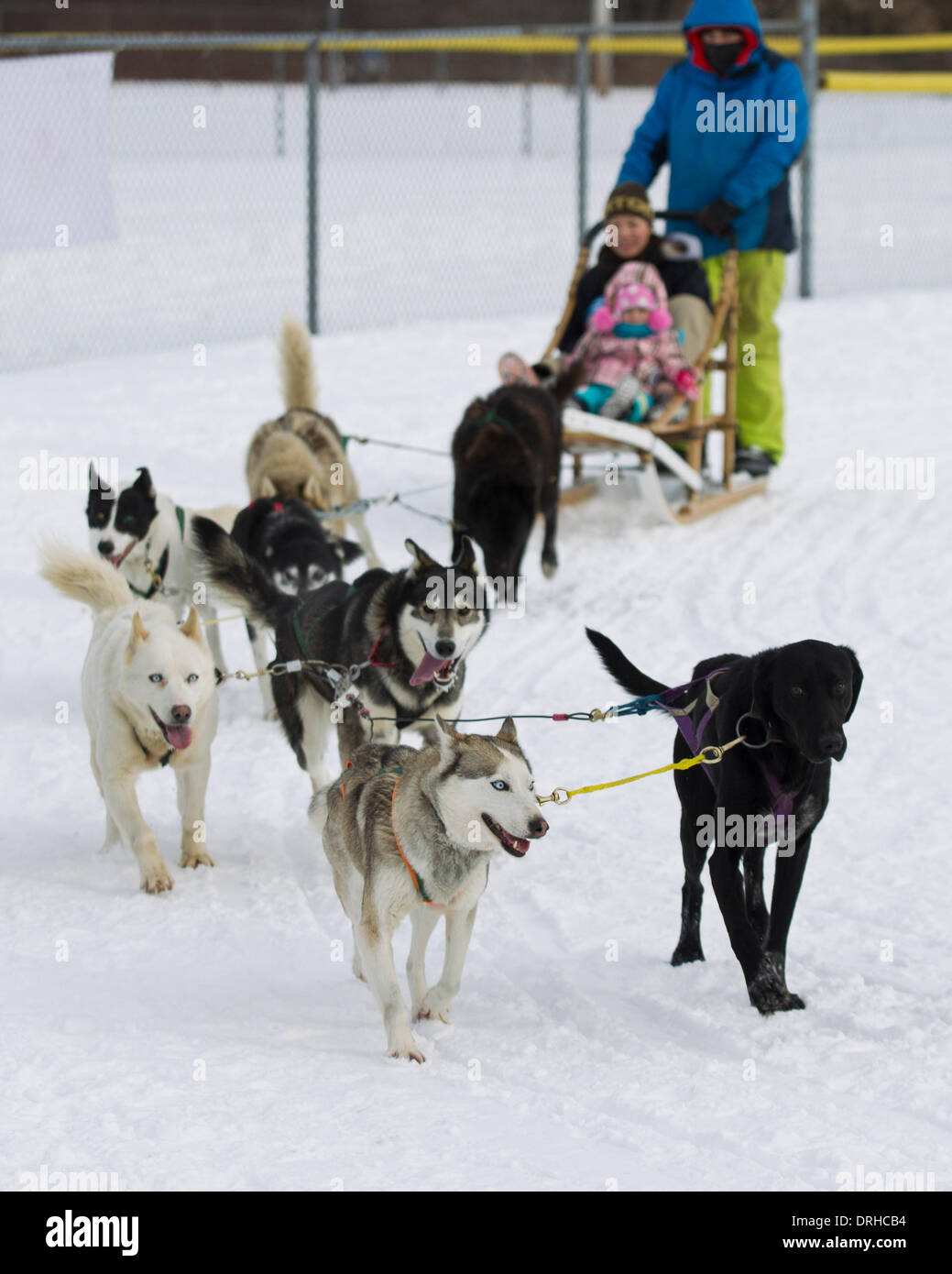 Dog sled festival hi-res stock photography and images - Alamy