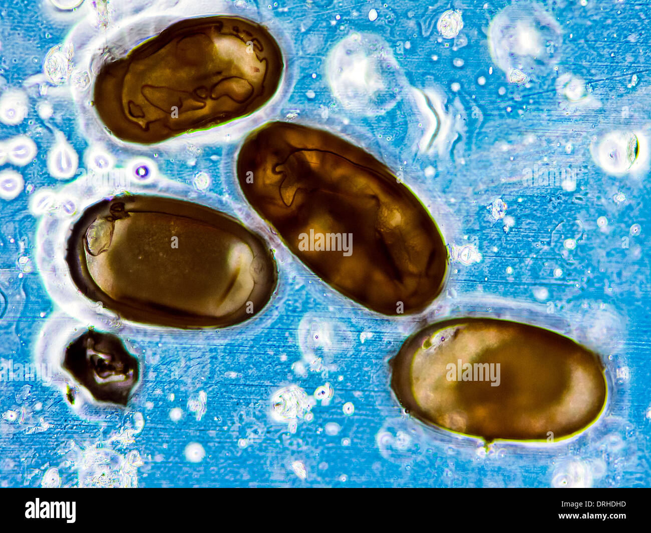 Microscopic view of a dog flea eggs Stock Photo - Alamy