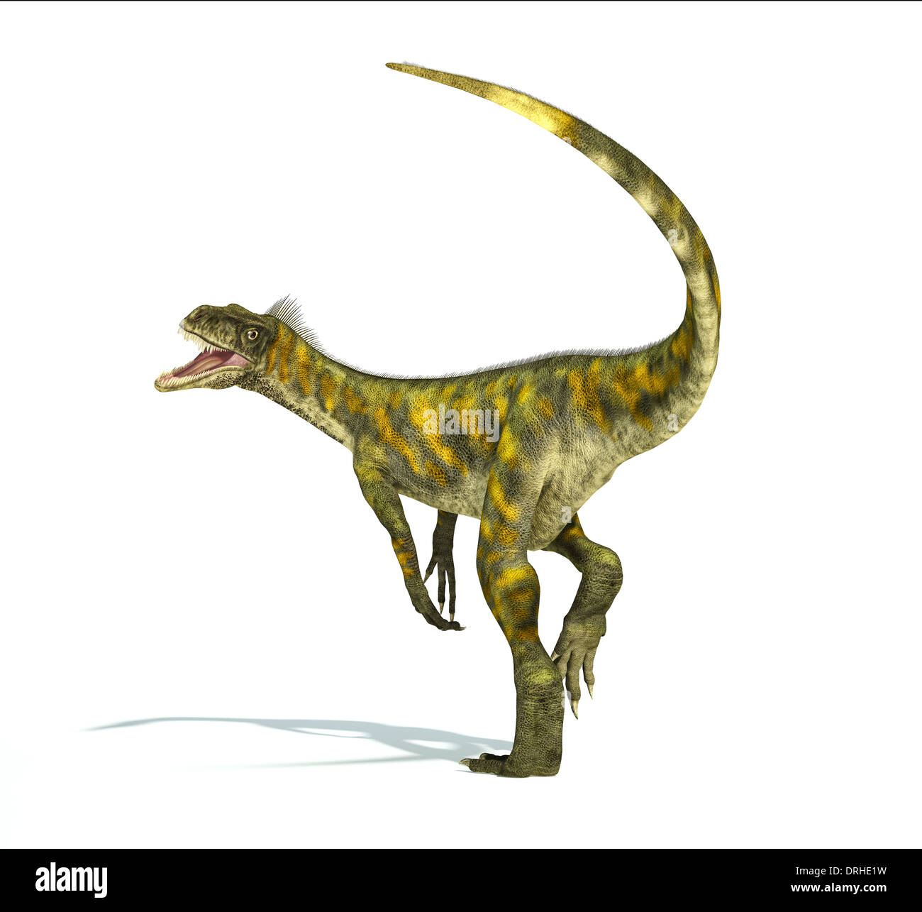 Herrerasaurus Velociraptor: The Five Major Differences A-Z, 58% OFF