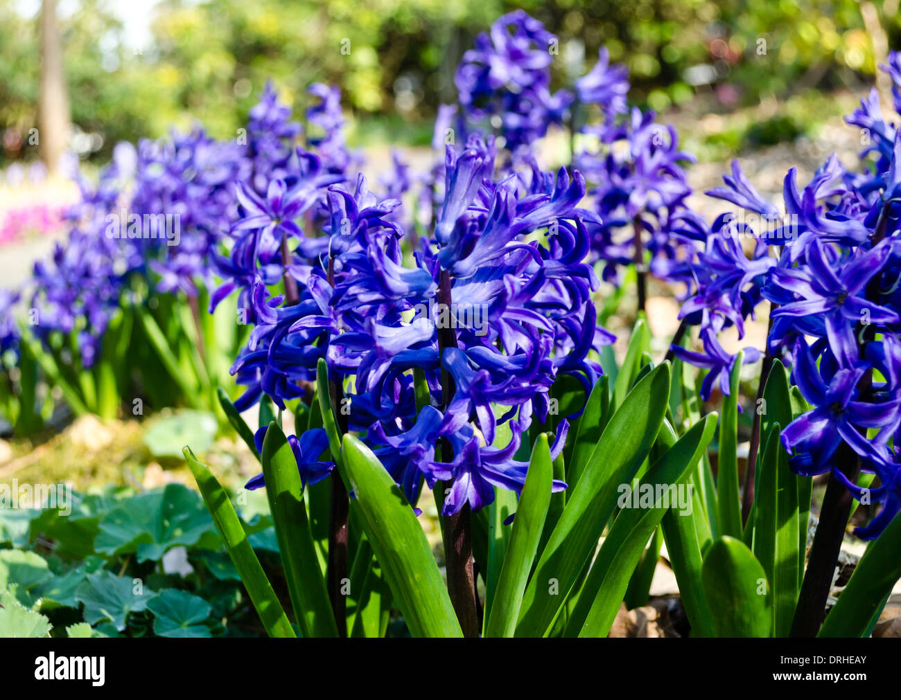 Purple hyacinth hi-res stock photography and images - Alamy