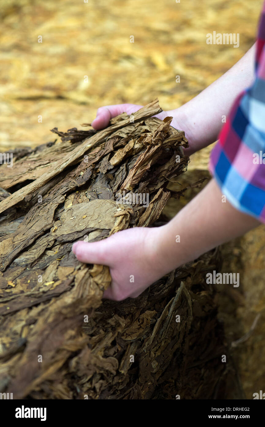 Raw tobacco hi-res stock photography and images - Alamy