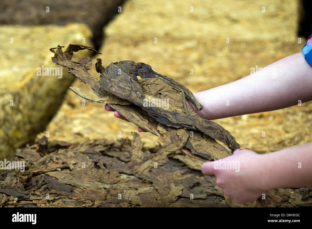 Raw tobacco hi-res stock photography and images - Alamy