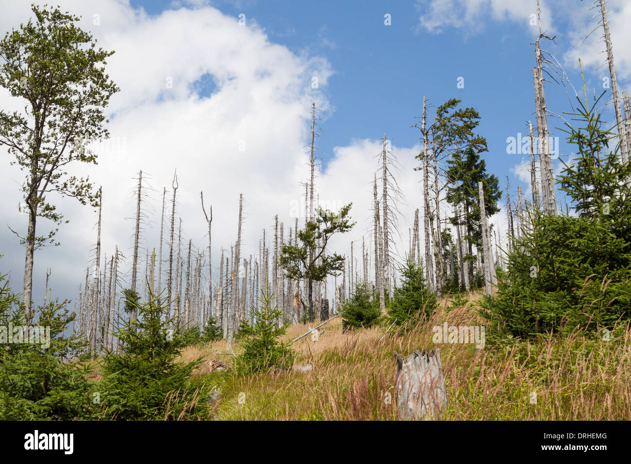 dead forest trees deadwood deforestation die death Stock Photo - Alamy