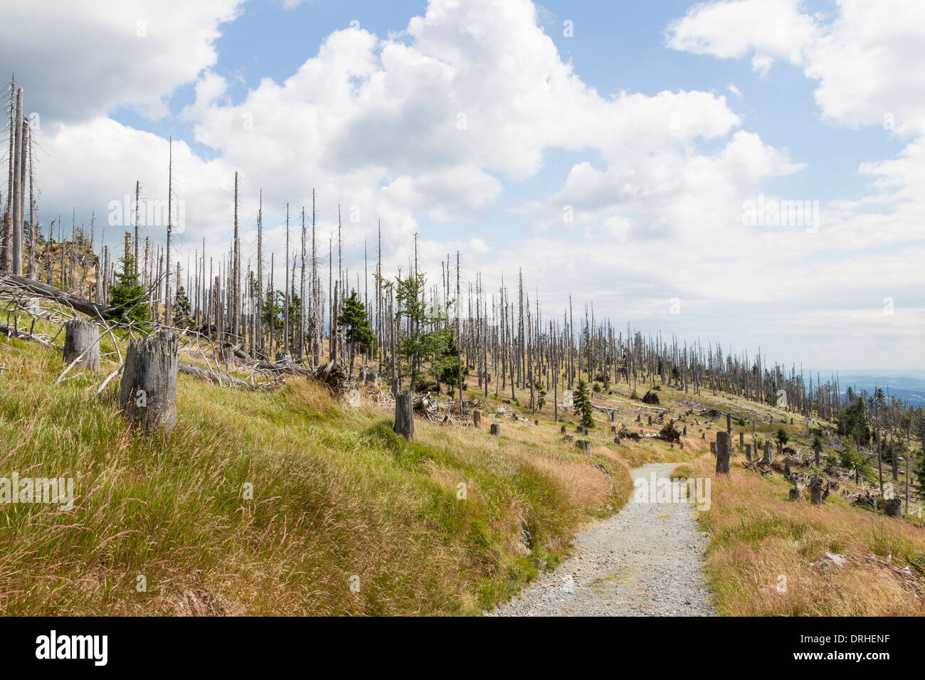 dead forest trees deadwood deforestation die death Stock Photo - Alamy