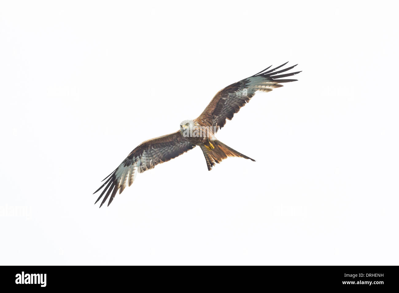 Flying kites Cut Out Stock Images & Pictures - Alamy