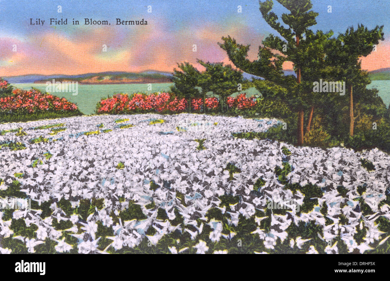 Lily field hi-res stock photography and images - Alamy