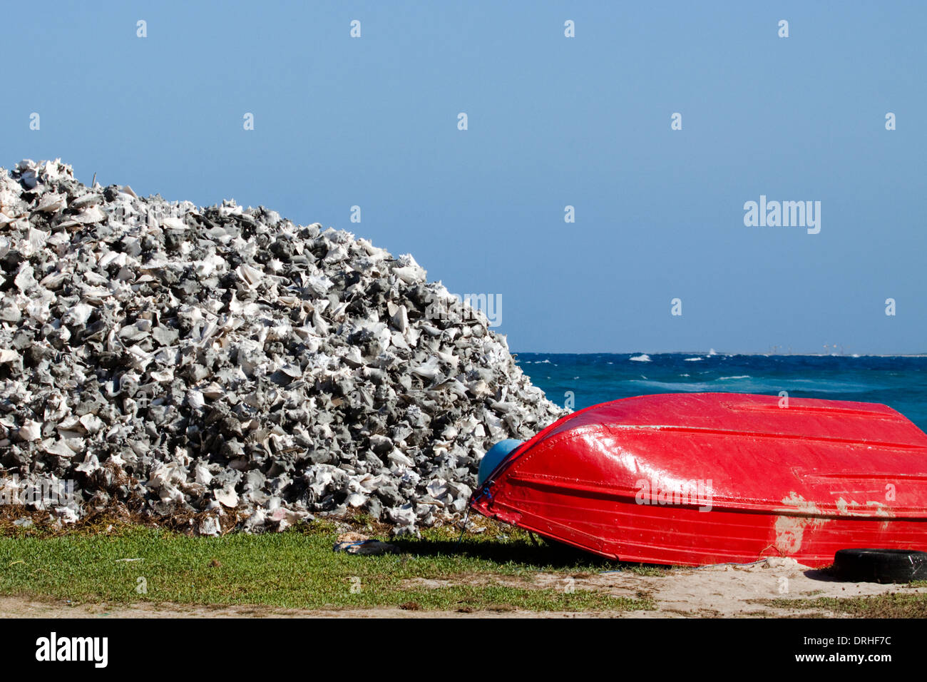 Conch shell large hi-res stock photography and images - Alamy