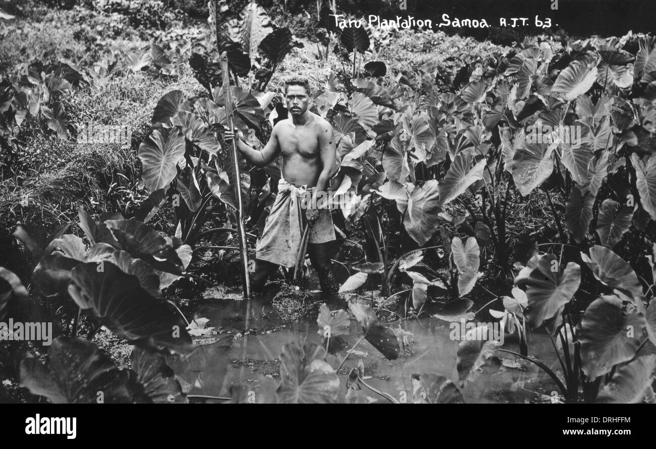 Taro Plantation - Samoa - Pacific Ocean Stock Photo - Alamy