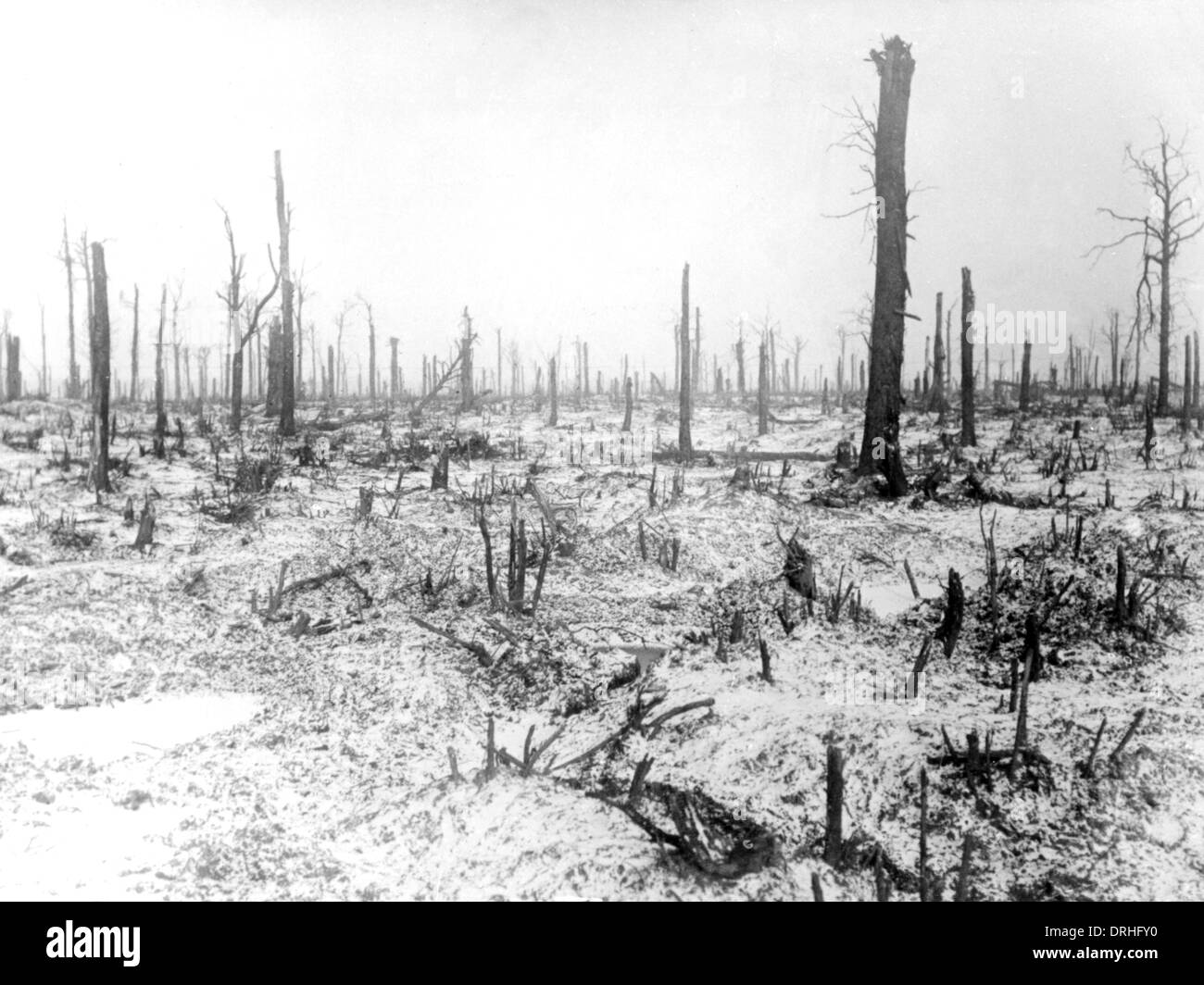 Ruined trees in winter, WW1 Stock Photo - Alamy
