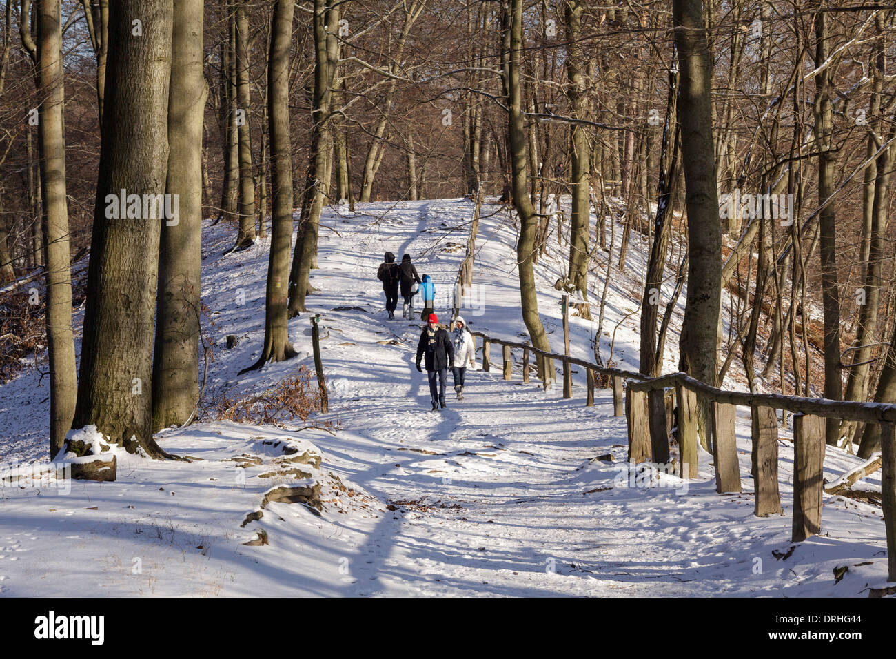 Woodland by Liepnitzsee in winter, Wandlitz, Brandenburg, Germany Stock ...