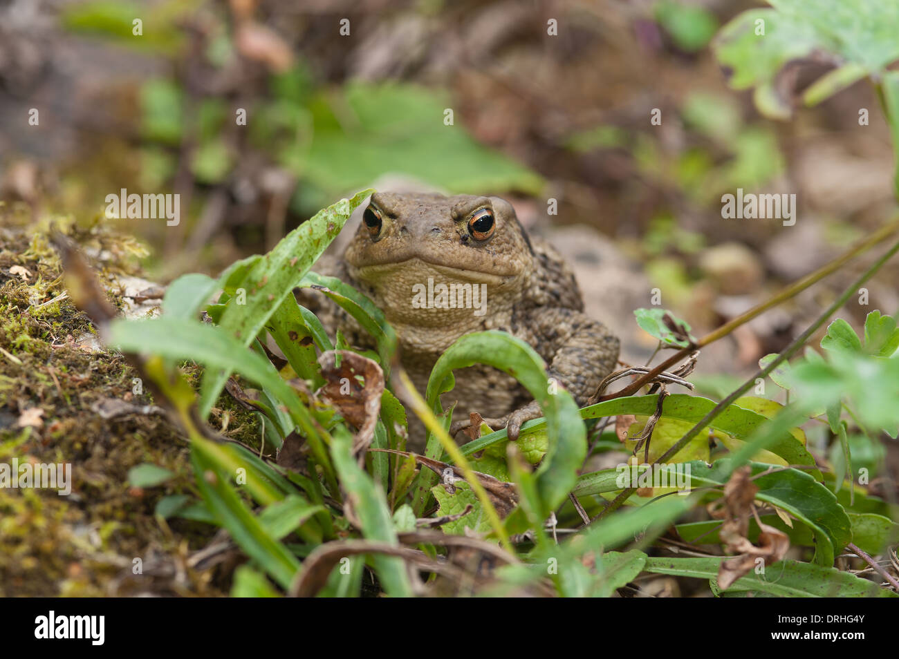 Adult common toad hunting for bugs and prey at ground level amongst ...