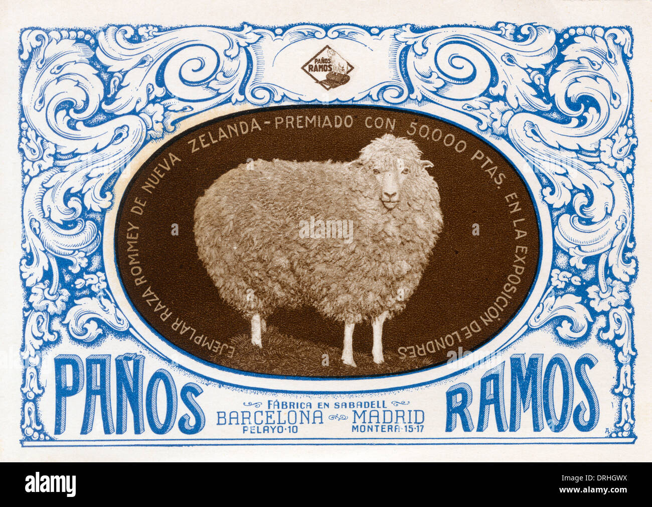 Champion Romney Marsh Sheep Stock Photo - Alamy