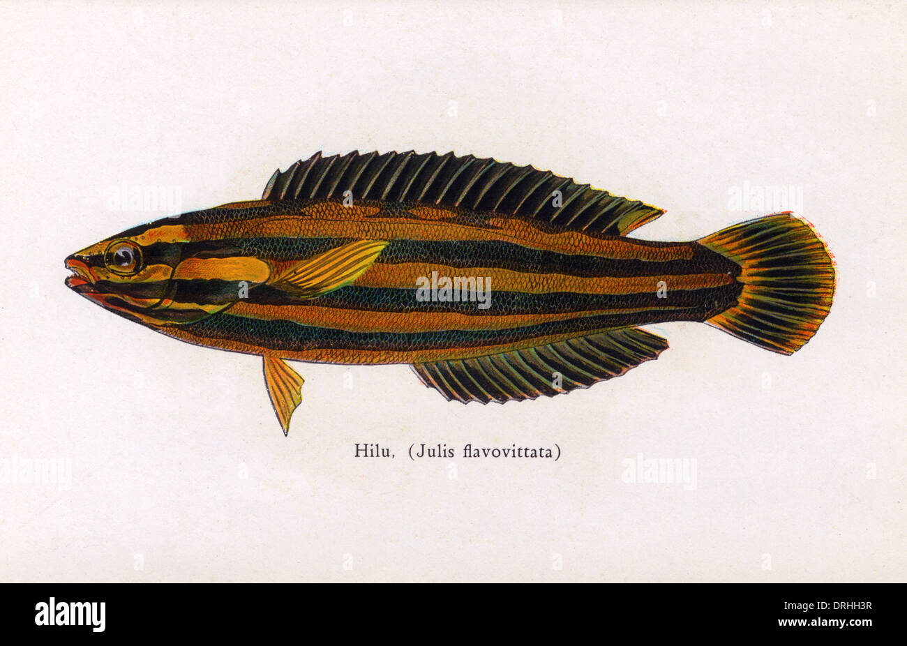 Hilu, Fishes of Hawaii Stock Photo - Alamy
