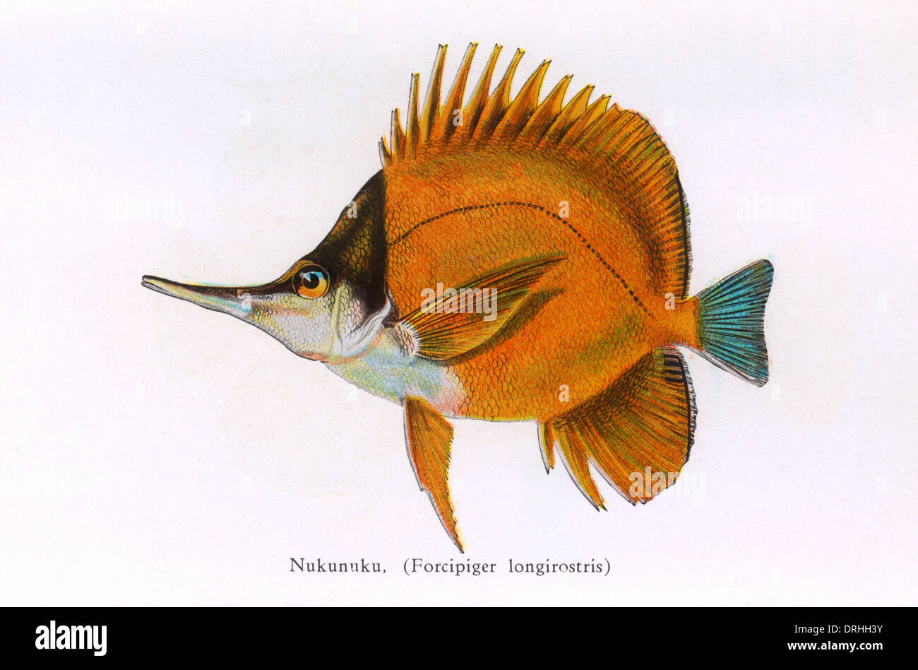 Nukunuku, Fishes of Hawaii Stock Photo - Alamy