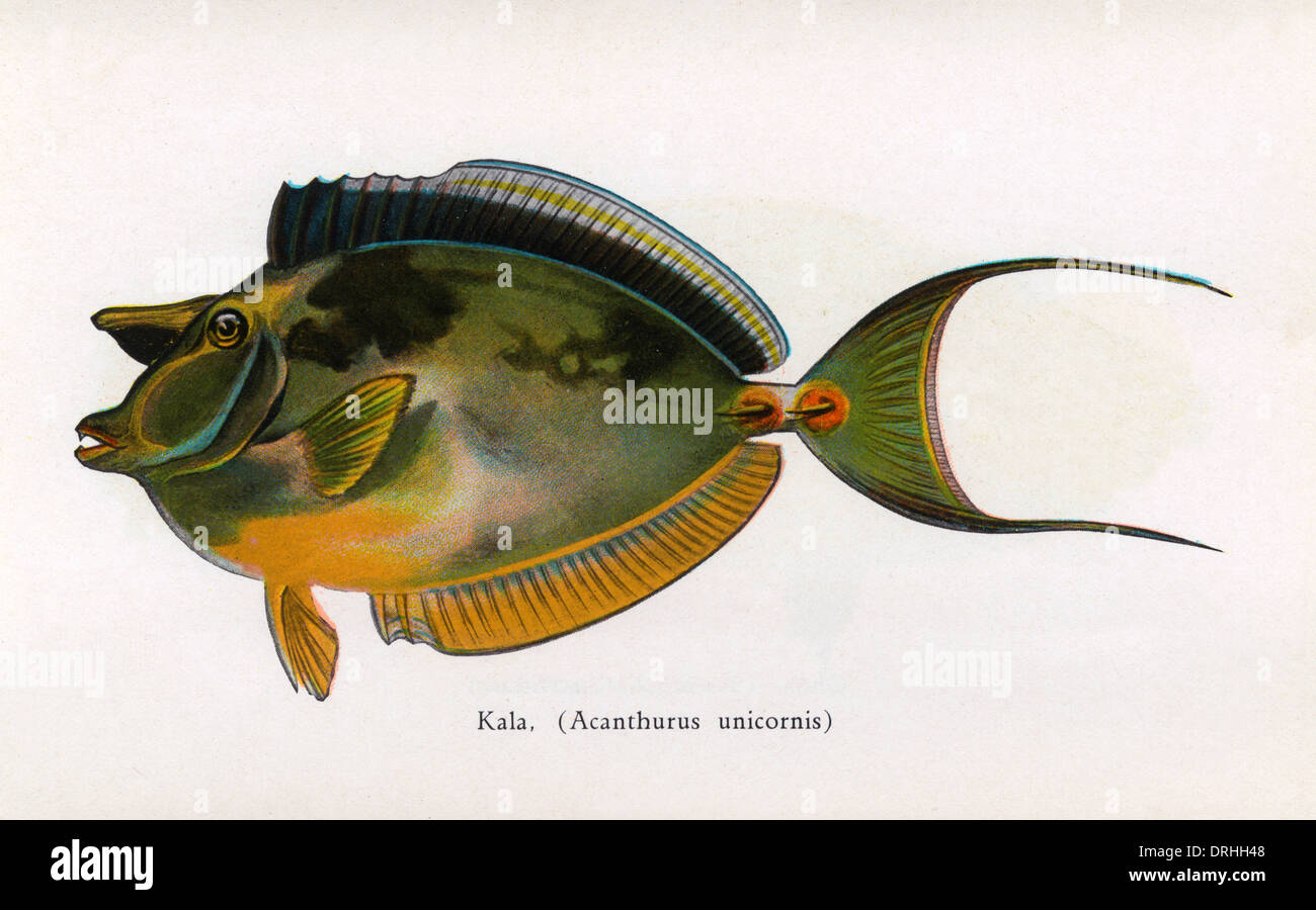 Kala fish hi-res stock photography and images - Alamy