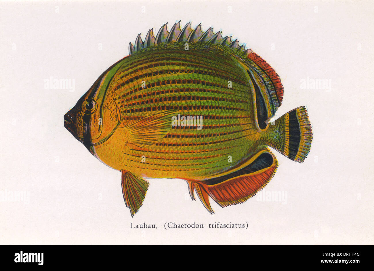 Hawaii fish history hi-res stock photography and images - Alamy