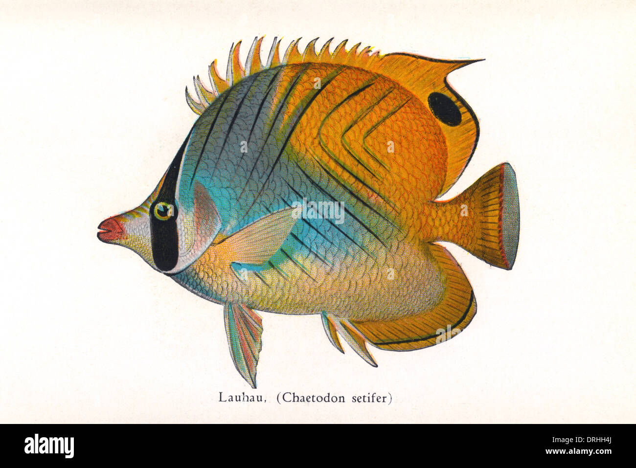 Lauhau, Fishes of Hawaii Stock Photo - Alamy