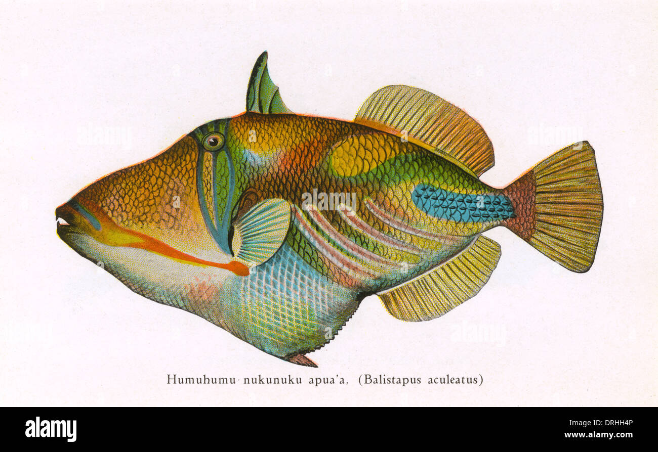 Humuhumu nukunuku apua'a, Fishes of Hawaii Stock Photo - Alamy